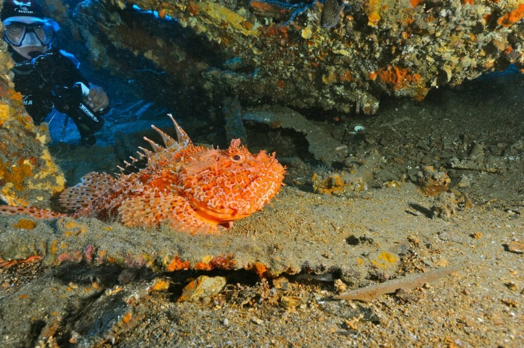 Plonger & Explorer - La Croix-Valmer Tourisme