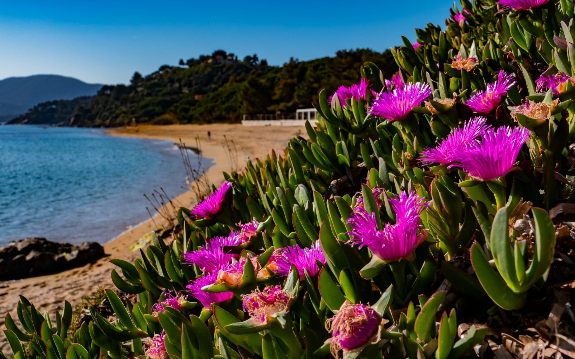 Plage de Gigaro - La Croix-Valmer Tourisme